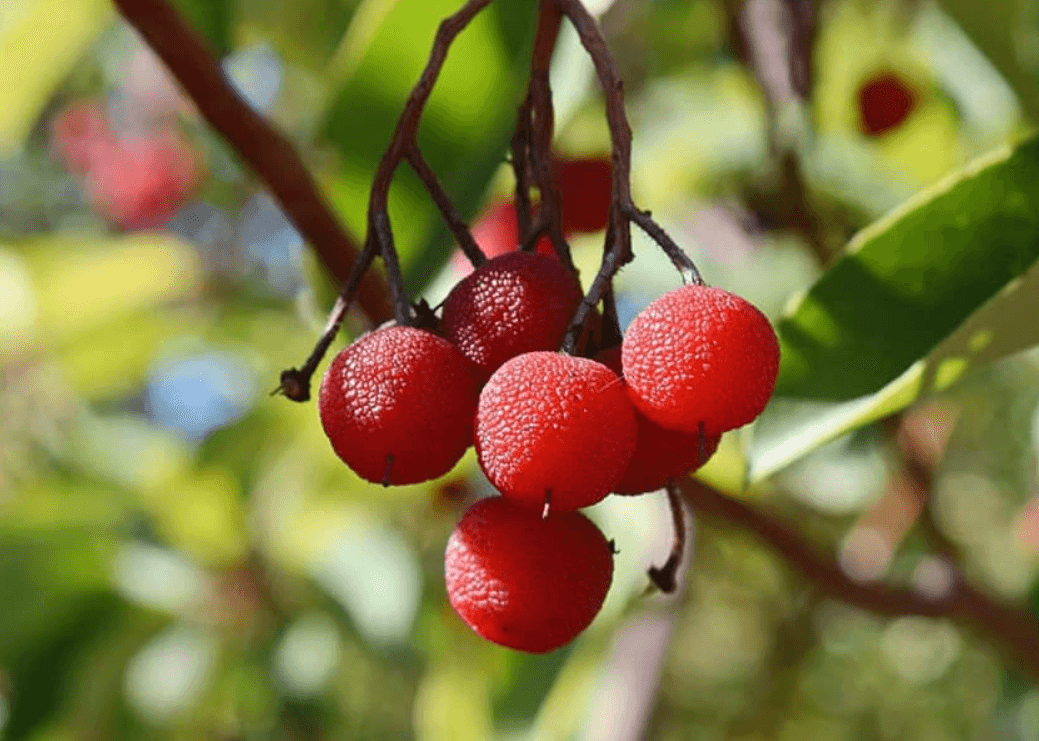 بدائل السكر الصحية: لحياة أكثر صحة ولذة | موقع كيفَ